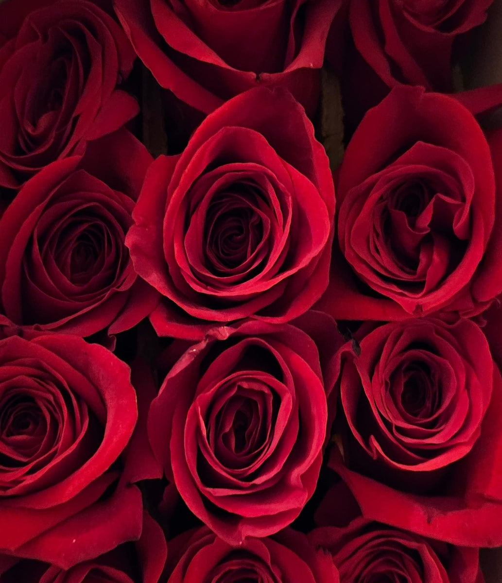 6 Red Roses for Valentines Delivery in Glasgow City Six Crimson Kisses ...